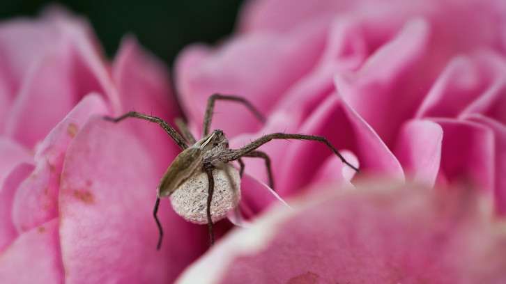 Spinnen sind Insekten, oder? - Utopia.de