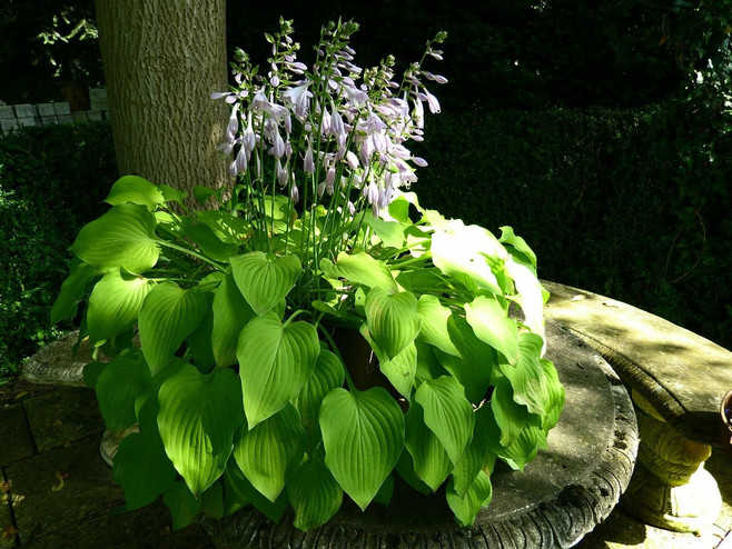 Hosta pflanzen: So gedeiht die Herbstblume in deinem Garten - Utopia.de