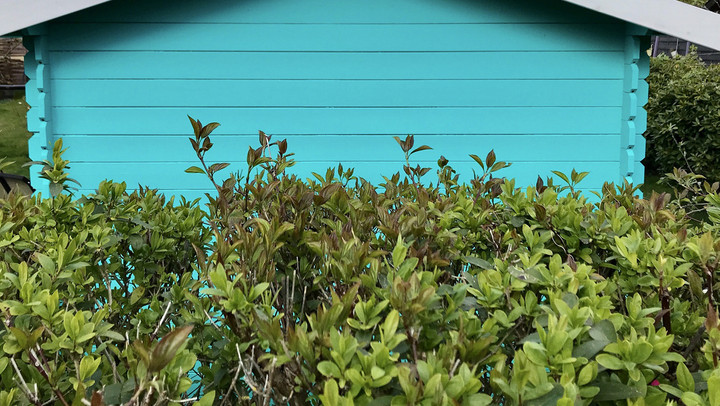 Knoblauchgras pflanzen und verwenden: So geht's - Utopia.de