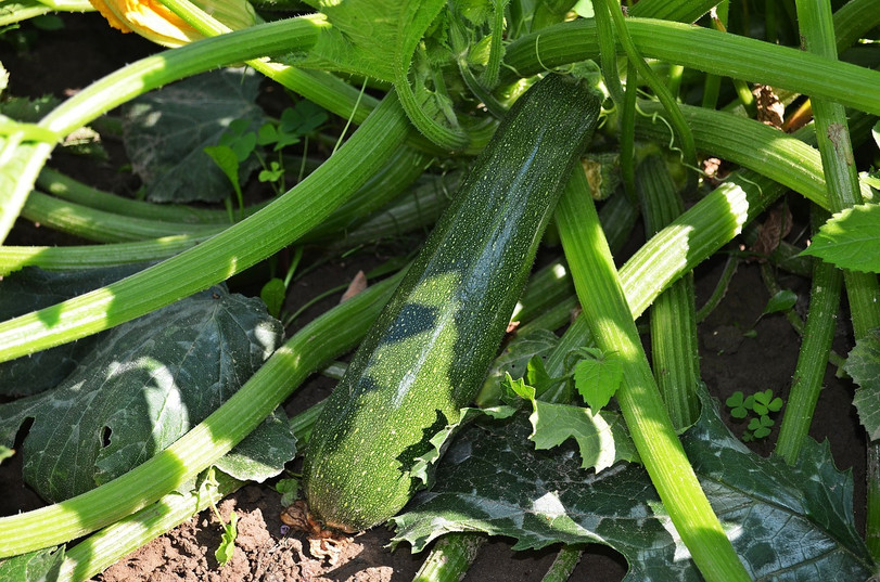 Luxus Zucchini Ins Freiland Bild