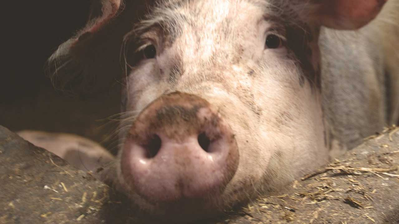 Schwein Zeigen
