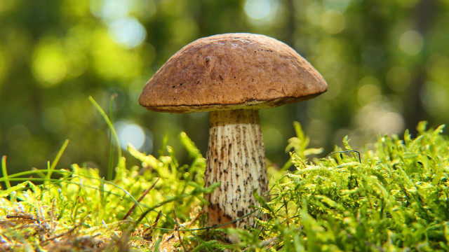 Birkenpilze: Richtig erkennen und zubereiten - Utopia.de