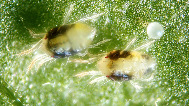 Spinnmilben erkennen, bekämpfen und vorbeugen: So geht's - Utopia.de