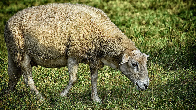 Vitamin D3 from sheep's wool? Why it's not vegan - Techzle
