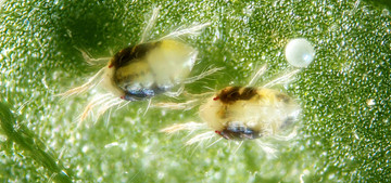 Spinnmilben erkennen, bekämpfen und vorbeugen: So geht's - Utopia.de