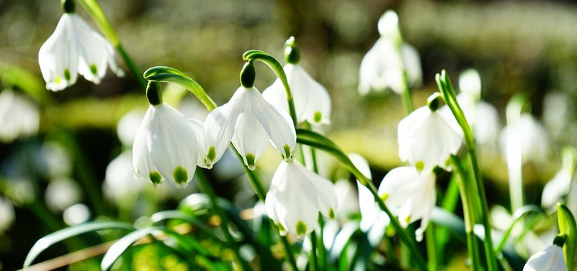 Zarte Blütenpracht: Pflanze sie jetzt für Blüten im Frühjahr - Utopia.de