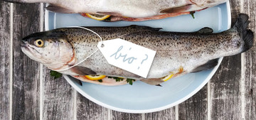 Bio-Fisch: Was ist das? Wann lohnt es sich? - Utopia.de