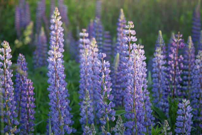 Vielblättrige Lupine: Wie die schöne Pflanze deinem Garten schadet ...