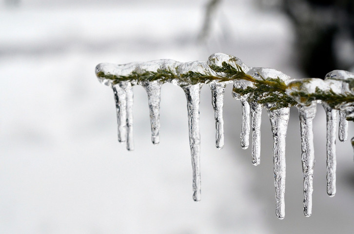 Winterschlaf, Winterruhe und Winterstarre: Das sind die Unterschiede ...