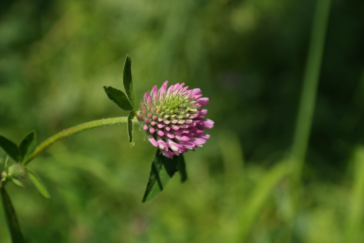 Klee im Garten: Wachsen lassen oder entfernen? - Utopia.de