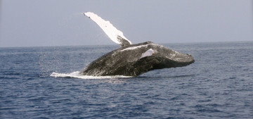 Warum wir Wale brauchen, um das Klima zu retten - Utopia.de