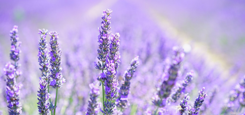 3 Tipps für eine schöne Lavendelblüte - Utopia.de