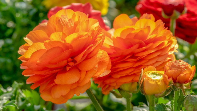 Ranunkeln: Pflanzen und pflegen im eigenen Garten - Utopia.de