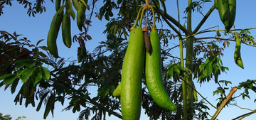 Kapok: Eigenschaften der Naturfaser - Utopia.de