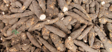 Maniok: Herkunft, Anbau und Verwendung - Utopia.de