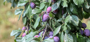Zwetschgenbaum schneiden: Das musst du beachten - Utopia.de