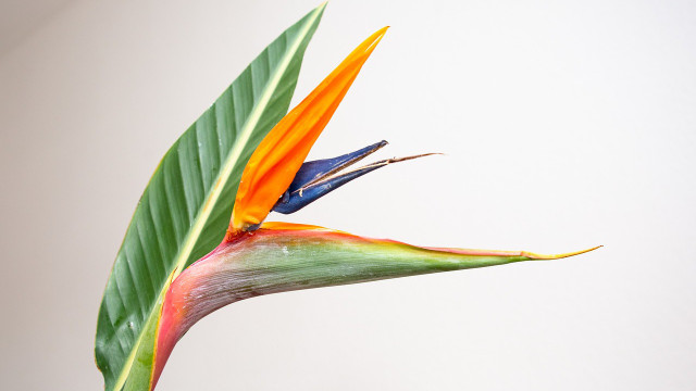 Strelitzien pflegen: So bekommen sie eine prächtige Blüte - Utopia.de