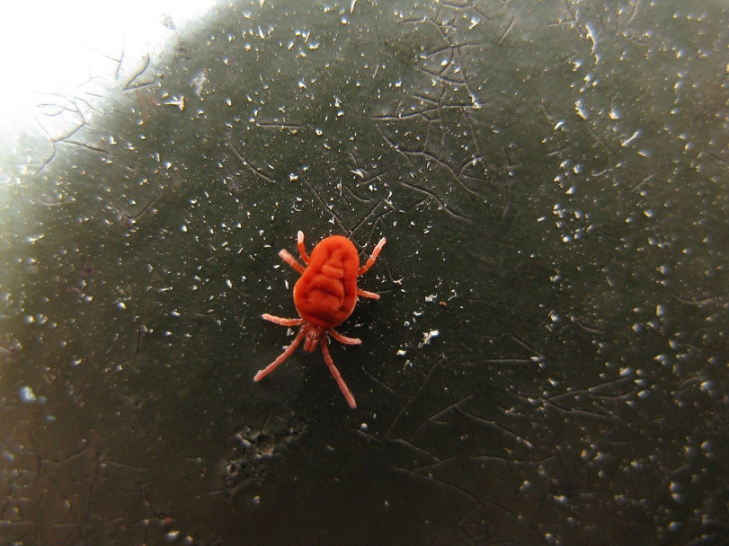 Keine Zecken: Wieso Rote Samtmilben nützlich für deinen Garten sind ...