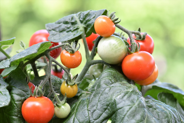 So viel Platz braucht eine Tomatenpflanze für eine reiche Ernte - Utopia.de