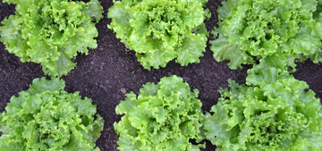 Batavia-Salat: Tipps zu Anbau und Verwendung - Utopia.de