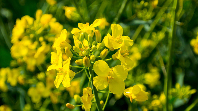 Rapsöl: Gesundheit, Verwendung und Kaufberatung - Utopia.de