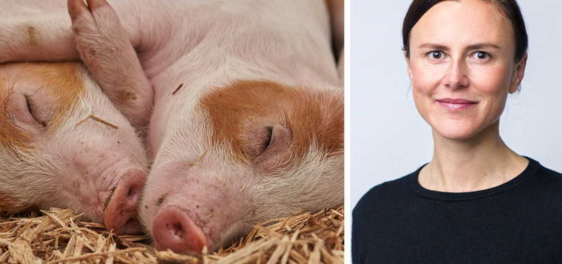 PETA fordert Grundrechte für Tiere: "Kein Wesen verletzen" – Interview