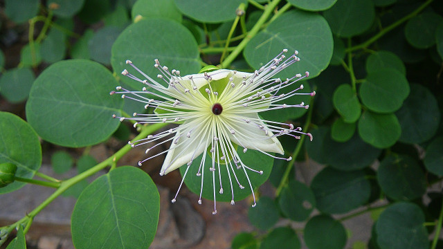 Kapern pflanzen: So gedeiht der Kapernstrauch - Utopia.de