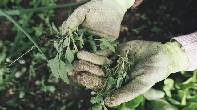 Gartentrick: Unkraut ohne Chemie loswerden - Utopia.de