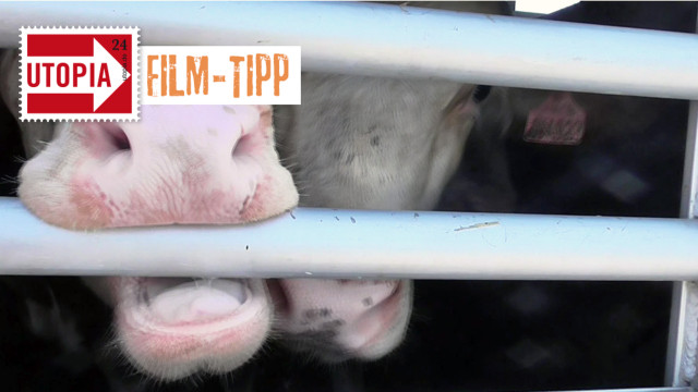 TV-Tipp: Tiertransporte gnadenlos – Viehhandel ohne Grenzen - Utopia.de