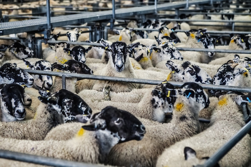 Mulesing: Wie Merinoschafe für kuschelige Wollpullover leiden müssen ...
