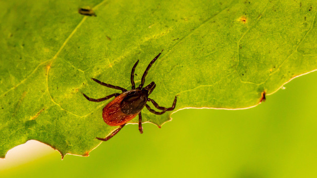 Tick bite symptoms: What to do if the bite is itchy and red? - Techzle