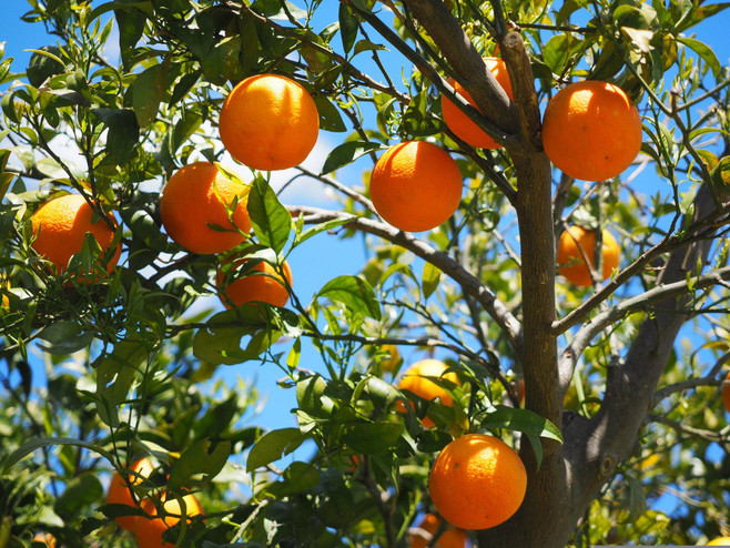 Apfelsine vs. Orange: Gibt es einen Unterschied? - Utopia.de