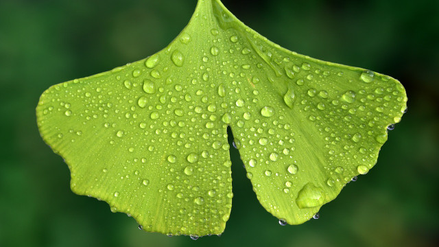 Ginkgo tea: Uses and effects of the healthy tea - Techzle